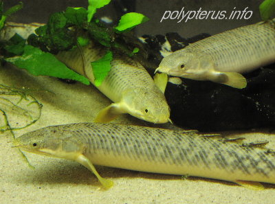 Polypterus polli (Poll's bichir)